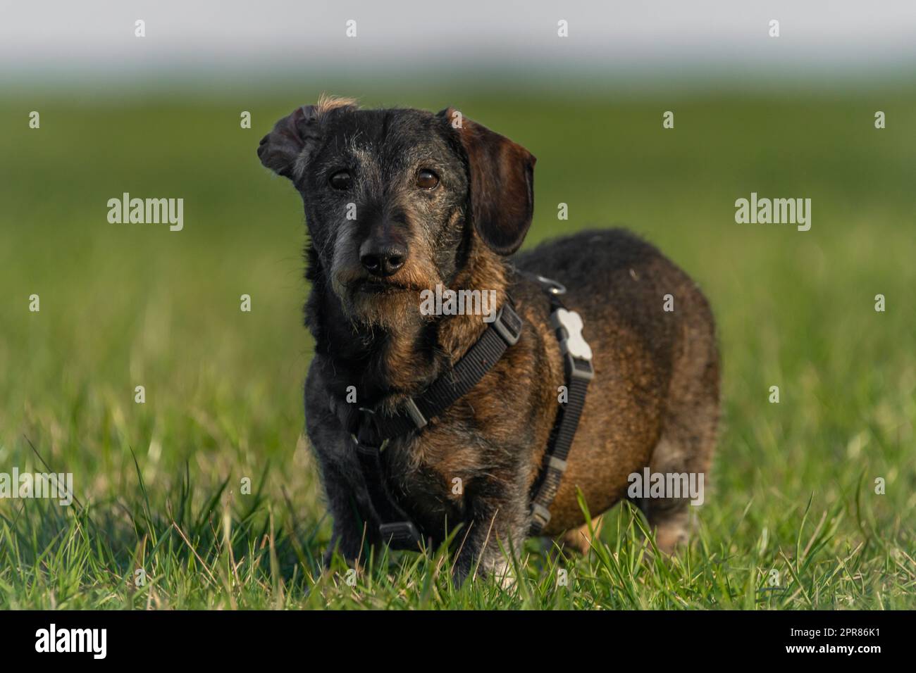 Old cheerful badger dog on green grass meadow in spring evening Stock ...