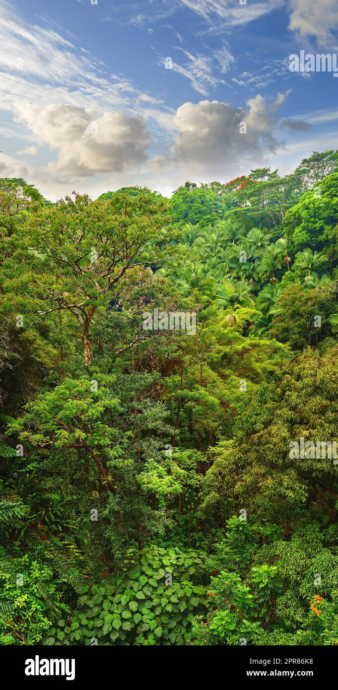 Tropical rainforest landscape hi-res stock photography and images - Alamy