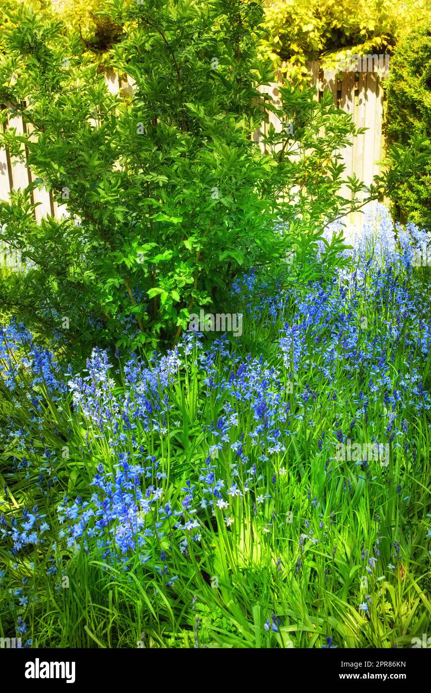 Bluebell flowers grow in a beautiful garden with lush green bush and ...