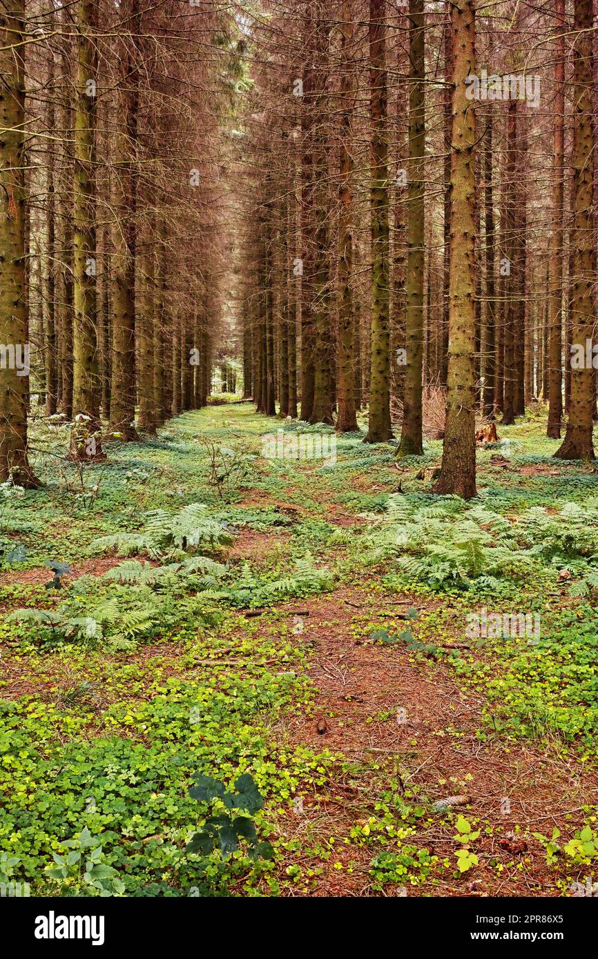 Beautiful lush green forest with rows of tall pine trees growing with ...