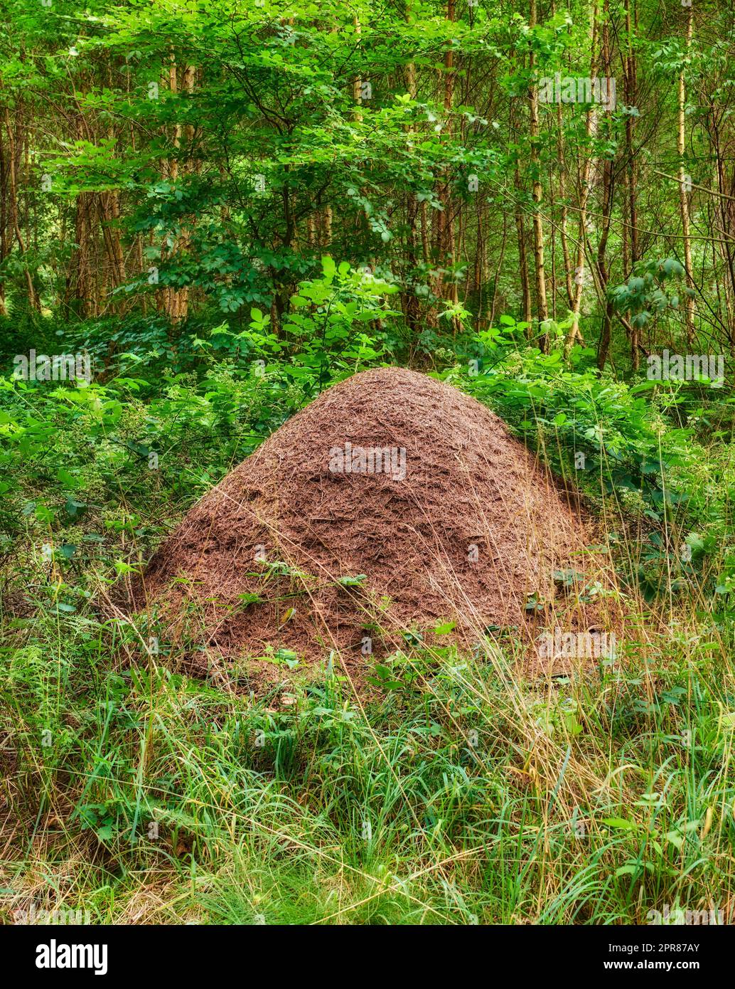 Ant hill in a forest hi-res stock photography and images - Alamy