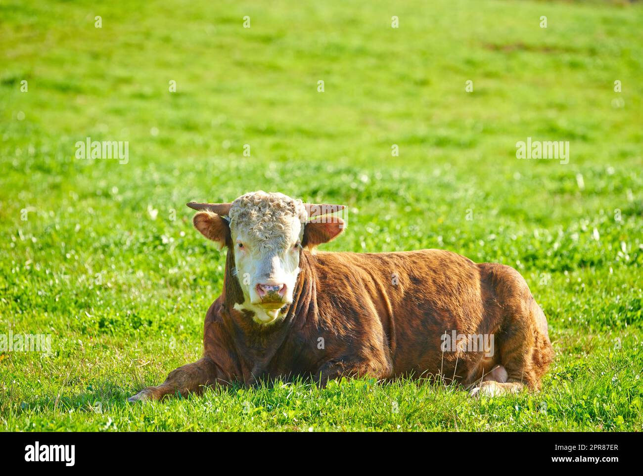 One cow sitting on a green field in rural countryside with copy space ...