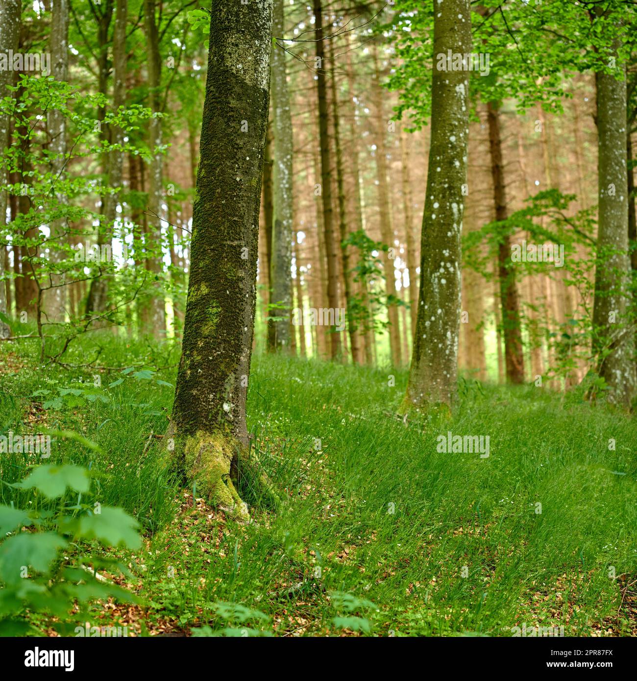 Tall summer flowers hi-res stock photography and images - Alamy