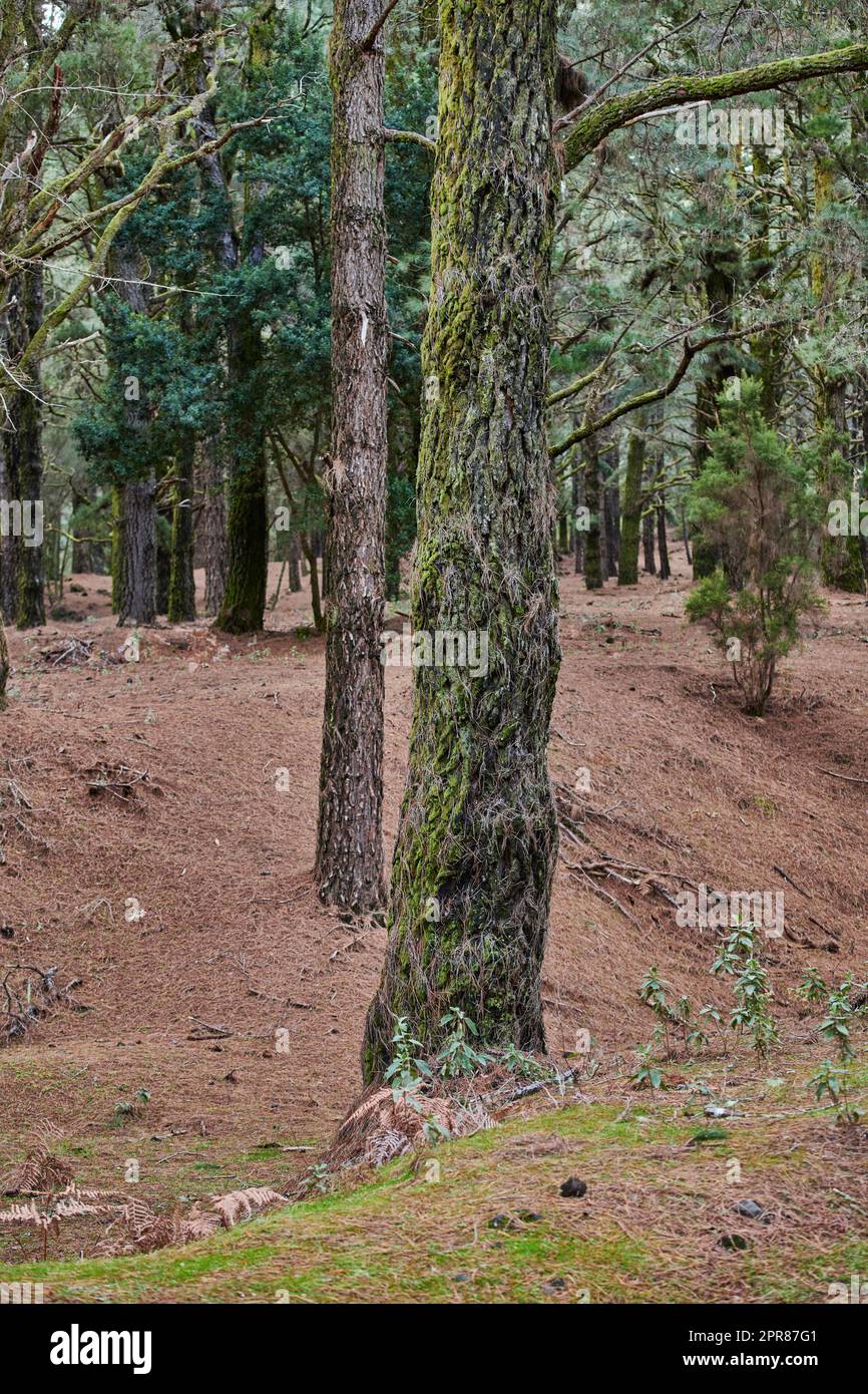 Algae on trees hi-res stock photography and images - Alamy