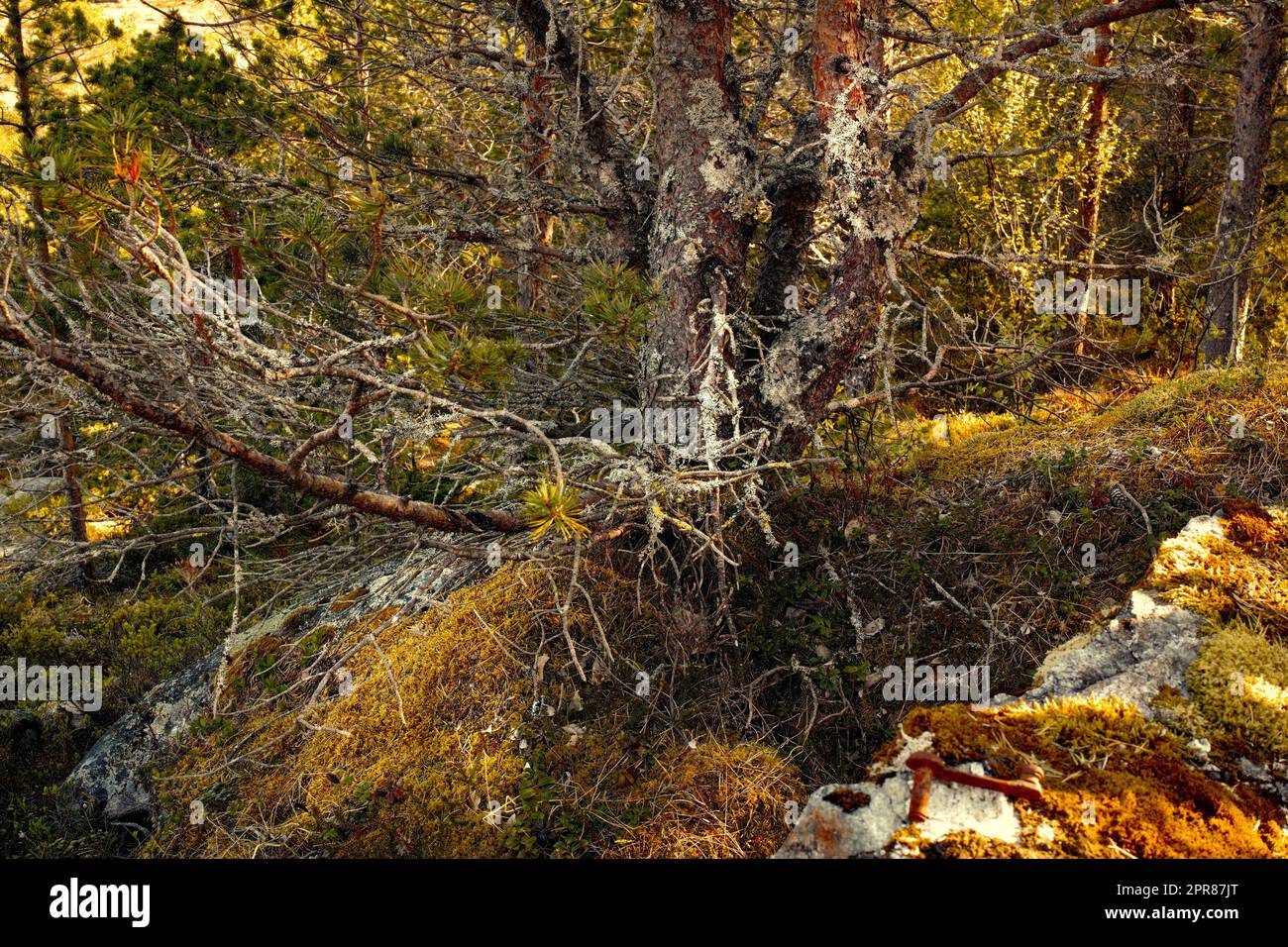 Greenery surroundings hi-res stock photography and images - Alamy
