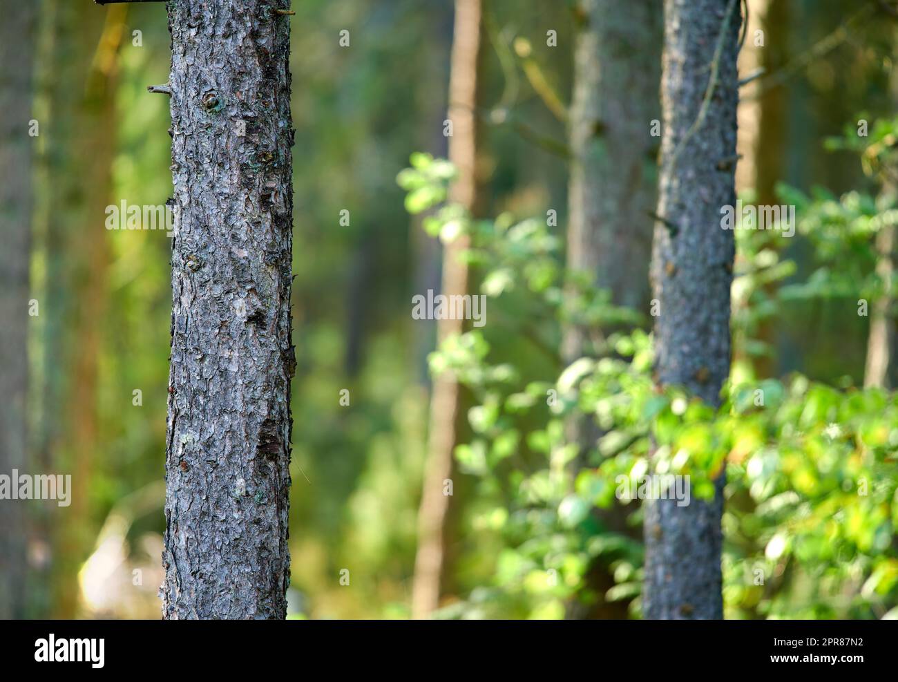 Landscape view of wild fir, cedar or pine trees growing in remote ...