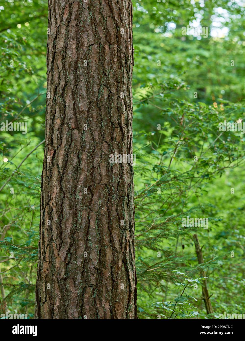 Closeup of a tree trunk in a forest. A beautiful wild nature landscape ...