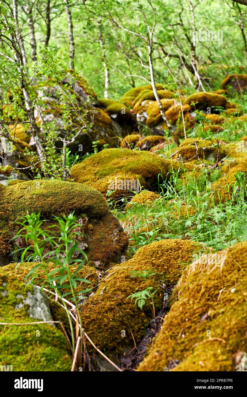 Lush green algae hi-res stock photography and images - Alamy