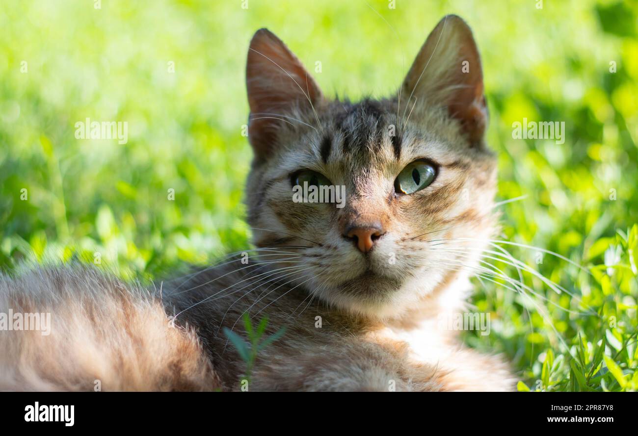 Close-up of a cat with green eyes lies in the grass. Curious cat looks ...