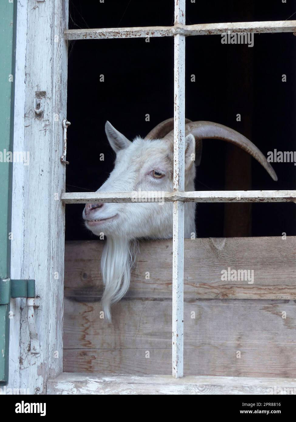 Mountain goat in Bavarian mountains, Germany Stock Photo - Alamy