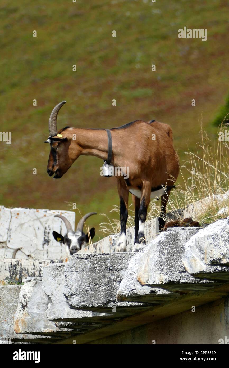 Bavarian mountains hi-res stock photography and images - Alamy