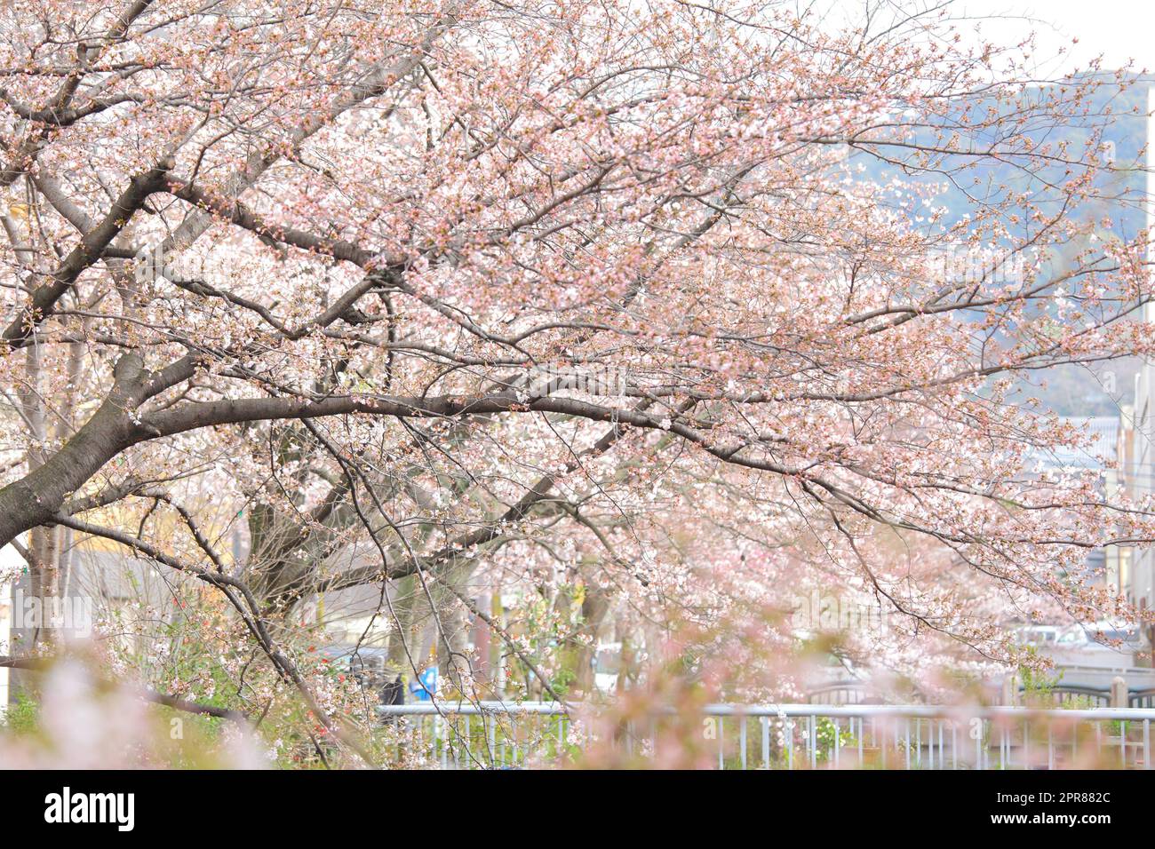 Sakura flower tree in Japan Stock Photo - Alamy