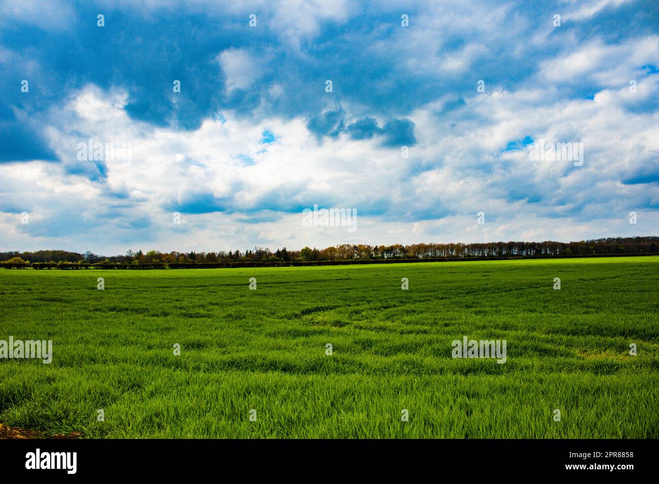 Beautiful springtime field of green crops growing in the British ...