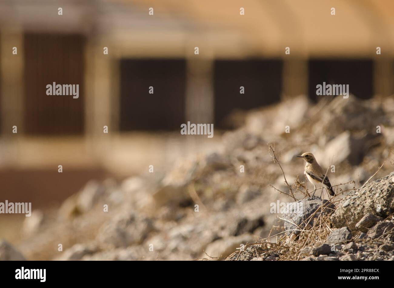 Desert wheatear Oenanthe deserti Stock Photo - Alamy