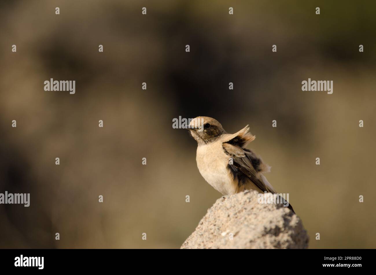 Desert wheatear Oenanthe deserti Stock Photo - Alamy