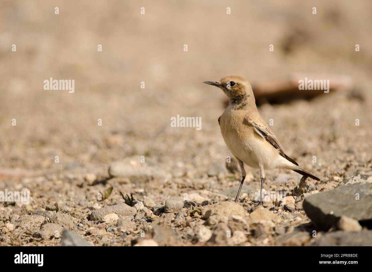 Desert wheatear Oenanthe deserti Stock Photo - Alamy