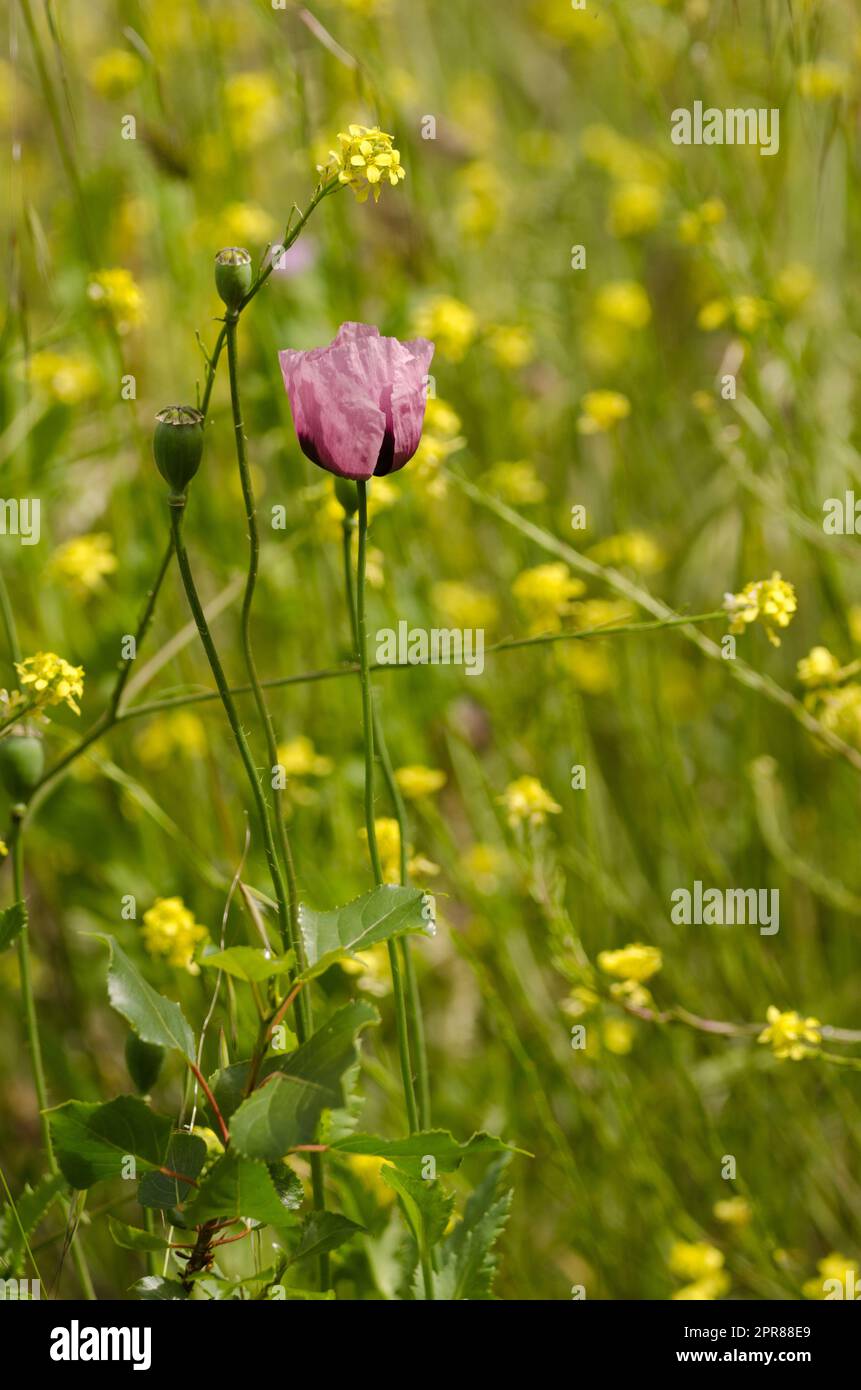 Flower of opium poppy Papaver somniferum setigerum and inflorescences ...