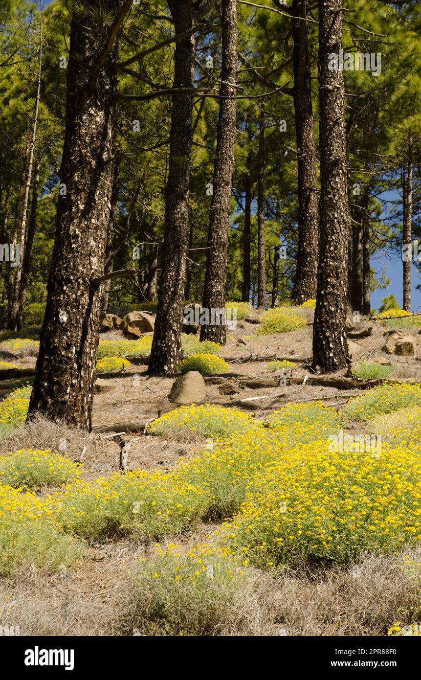 Forest of Canary Island pine and shrubs of bird's-foot trefoils Stock ...