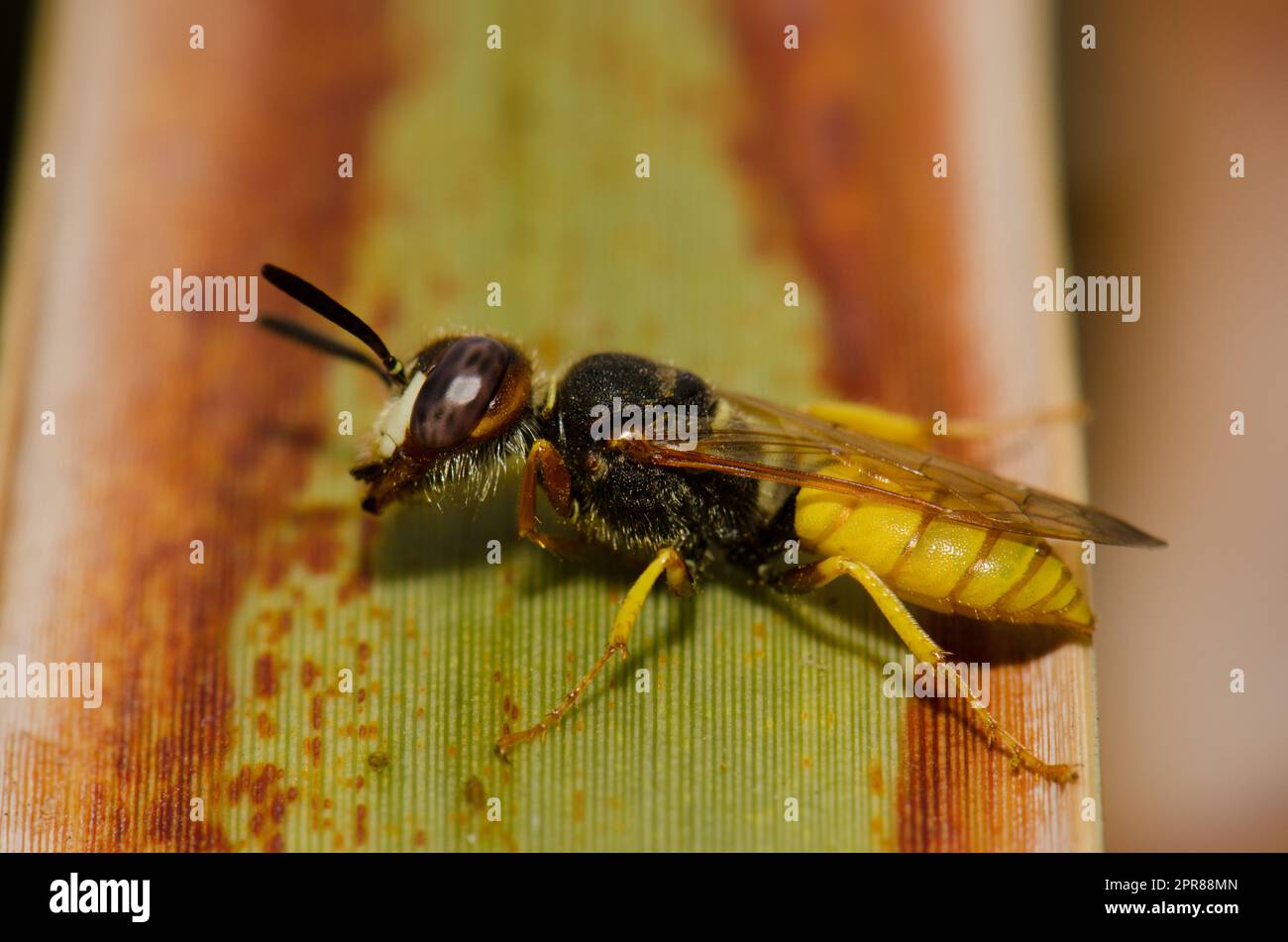 European beewolf Philanthus triangulum abdelcader Stock Photo - Alamy