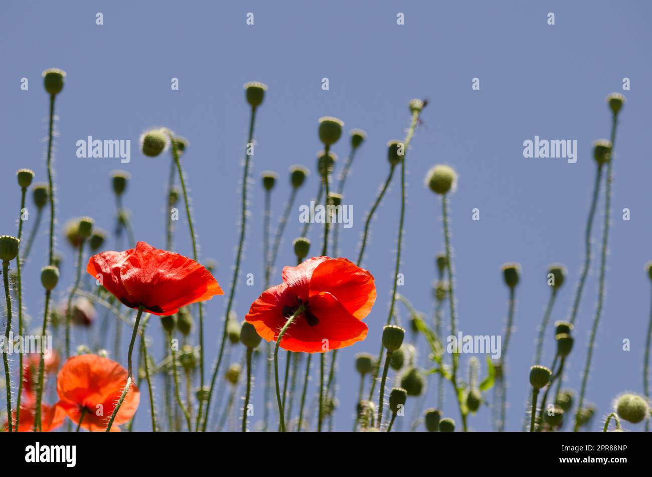 Red flowers of common poppies Stock Photo - Alamy