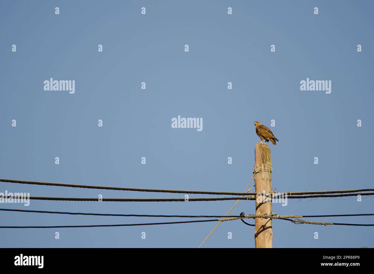 Common buzzard on post Stock Photo - Alamy