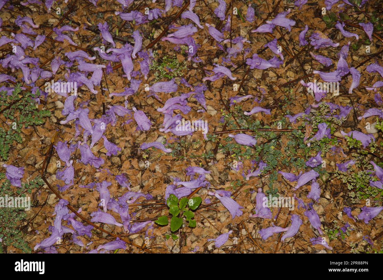 Fallen flowers of jacaranda covered with water drops Stock Photo - Alamy