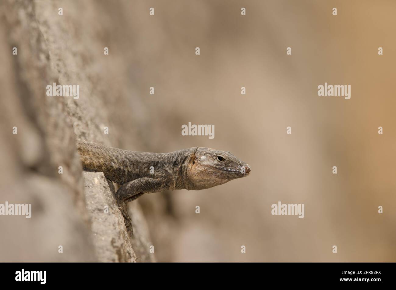 Gran Canaria giant lizard Stock Photo - Alamy