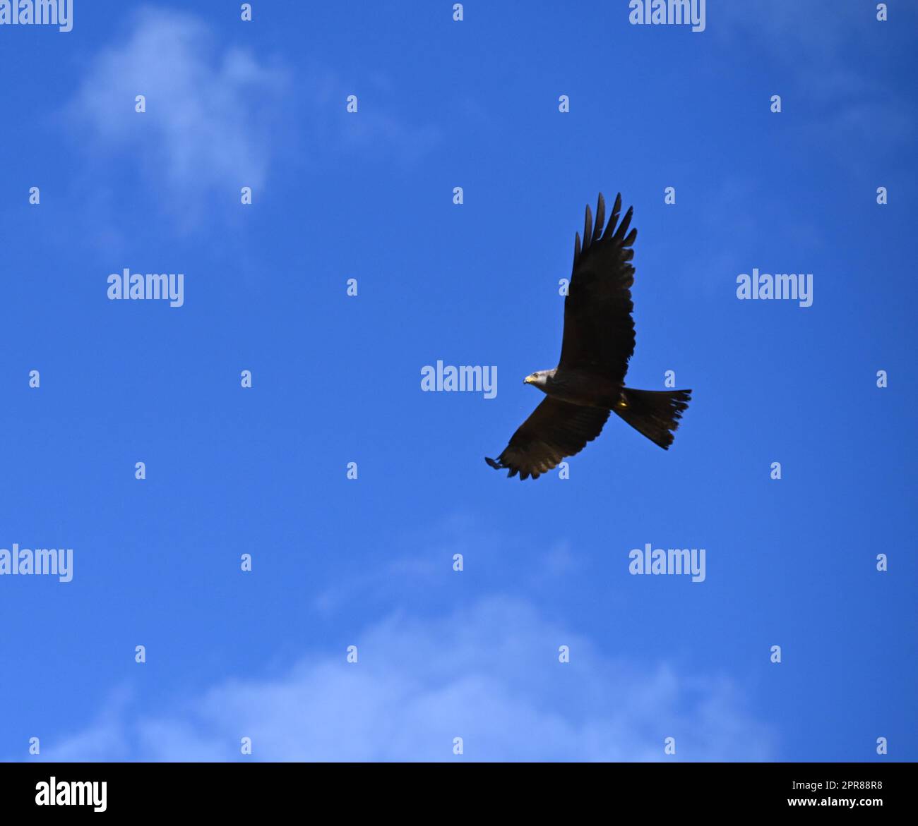 Forked tail hawk hi-res stock photography and images - Alamy