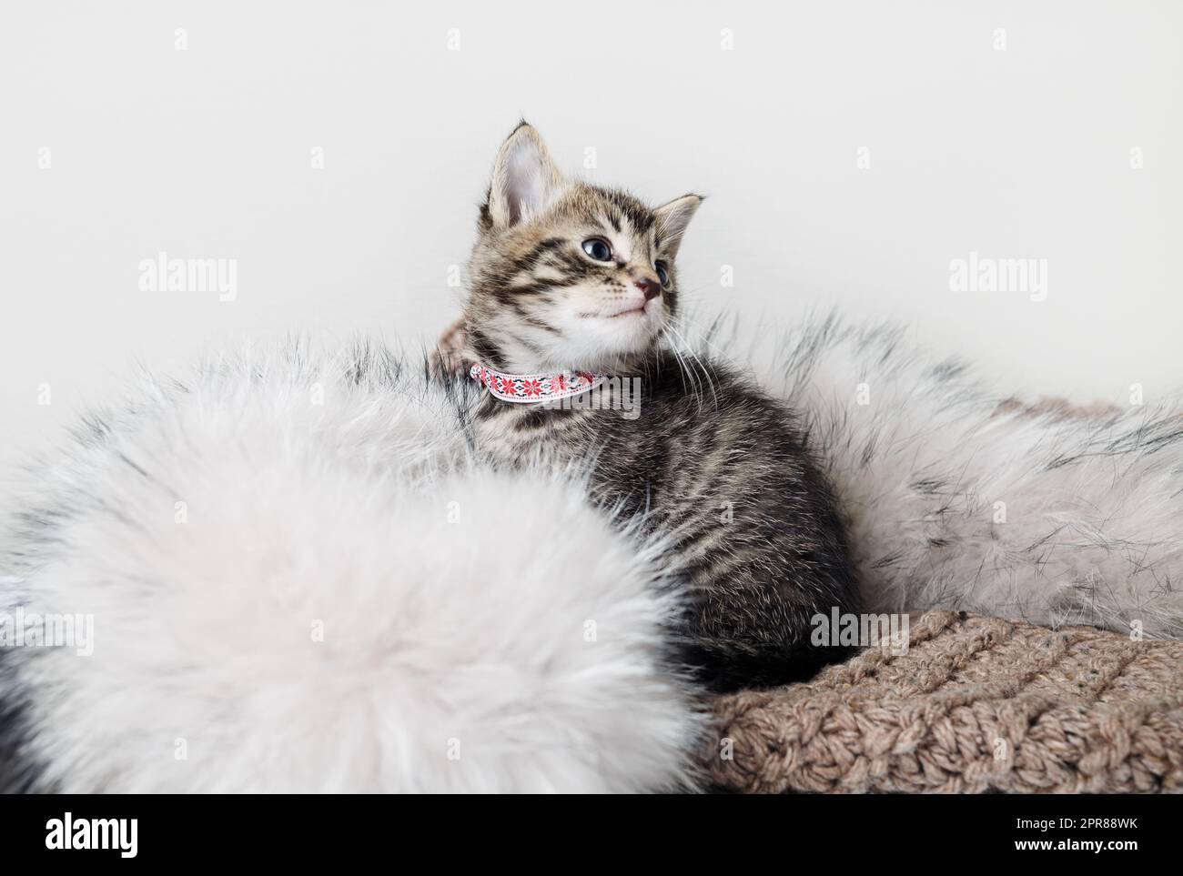 Cute kitten sitting Stock Photo - Alamy