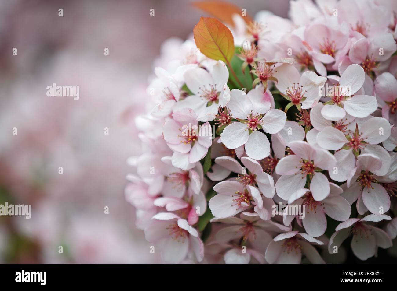 Spring blooming cherry sakura hi-res stock photography and images - Alamy