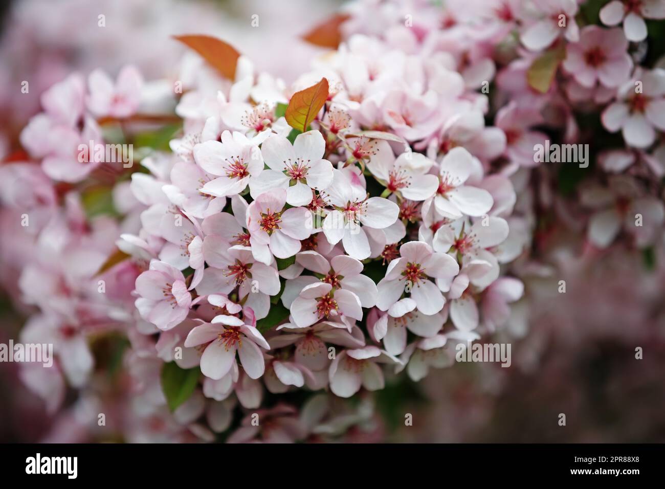 Beautiful pink sakura blossoms hi-res stock photography and images - Alamy