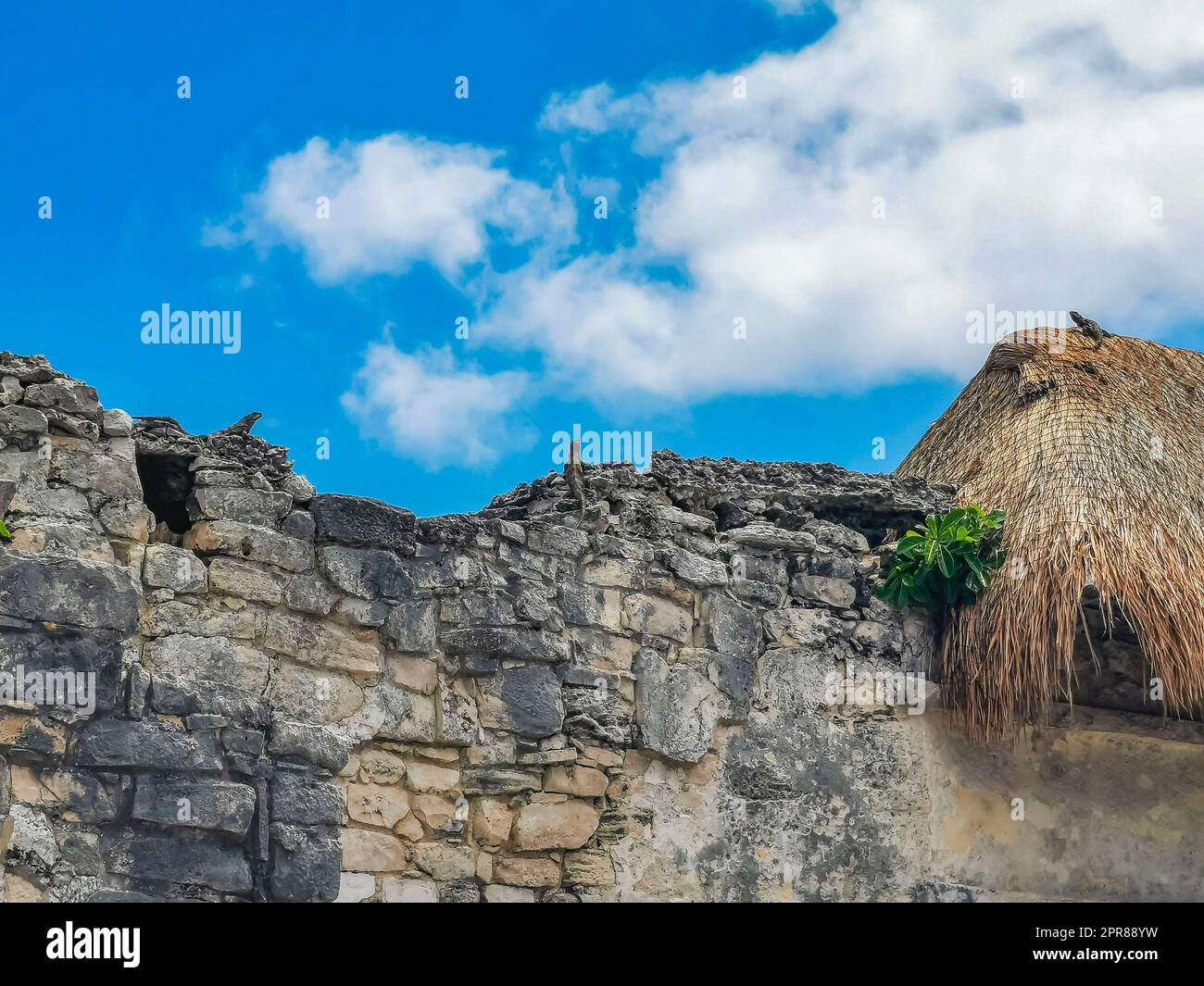 Iguana on rock Tulum ruins Mayan site temple pyramids Mexico Stock ...