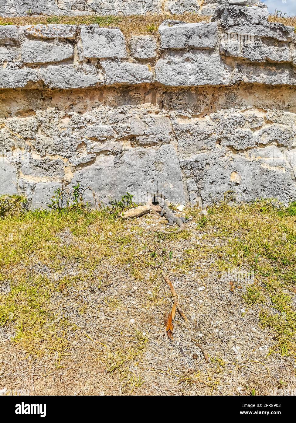 Iguana crawls into hole Tulum ruins Mayan site temple Mexico Stock ...