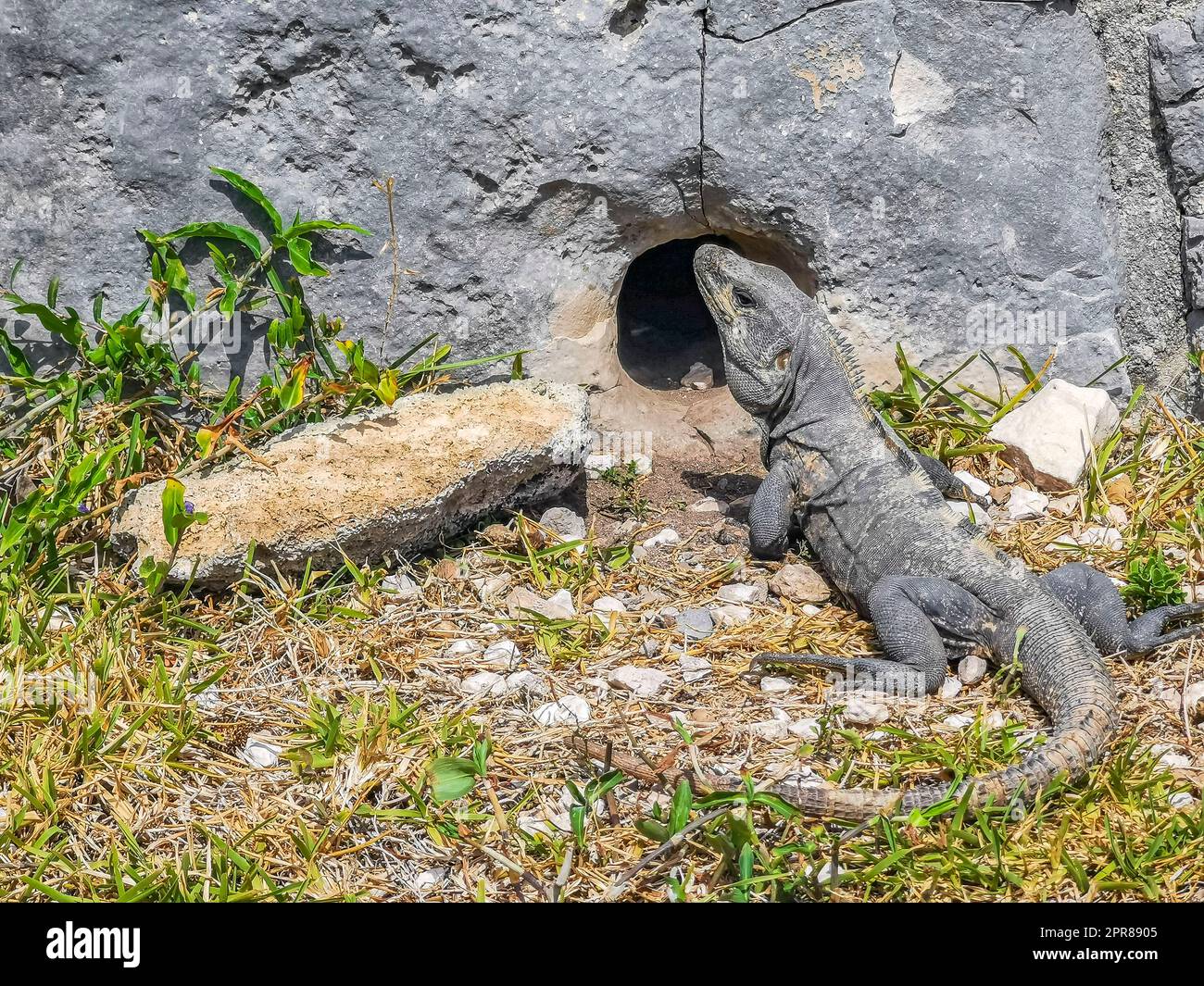 Iguana crawls into hole Tulum ruins Mayan site temple Mexico Stock ...