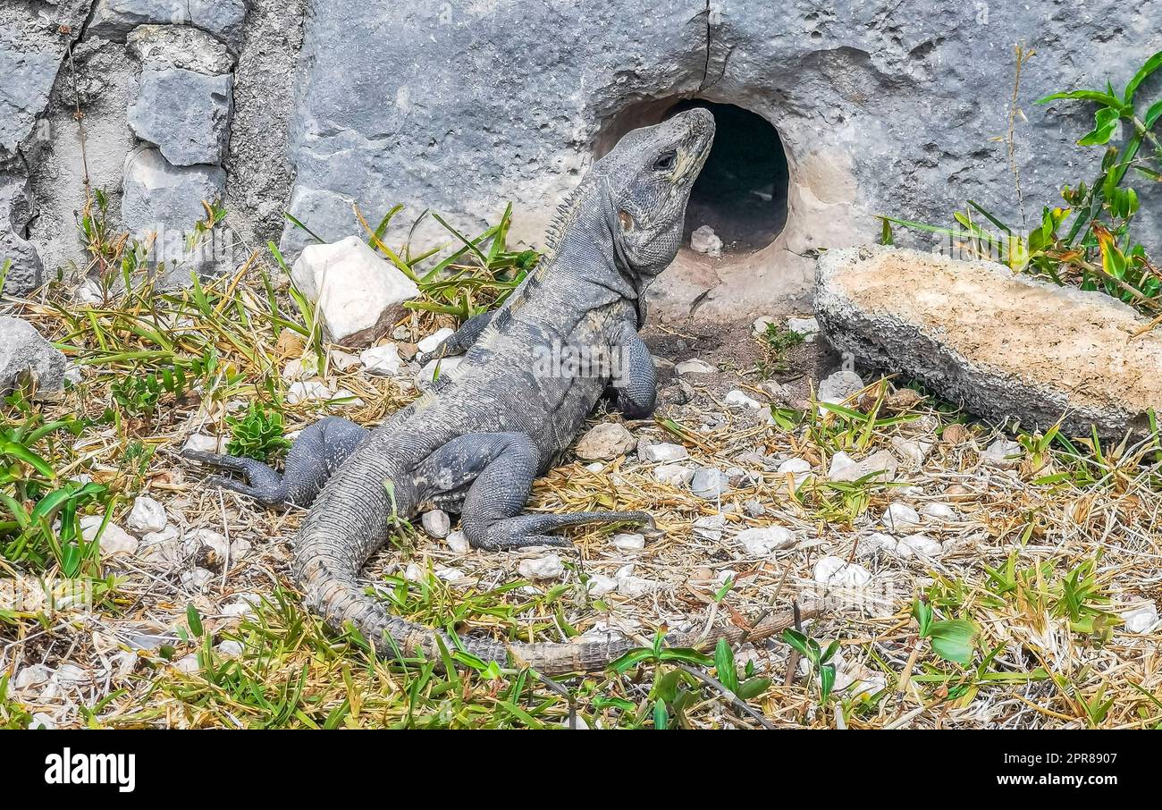 Iguana crawls into hole Tulum ruins Mayan site temple Mexico Stock ...