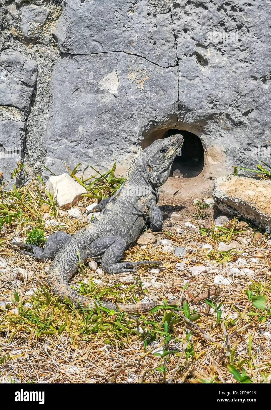 Iguana crawls into hole Tulum ruins Mayan site temple Mexico Stock ...