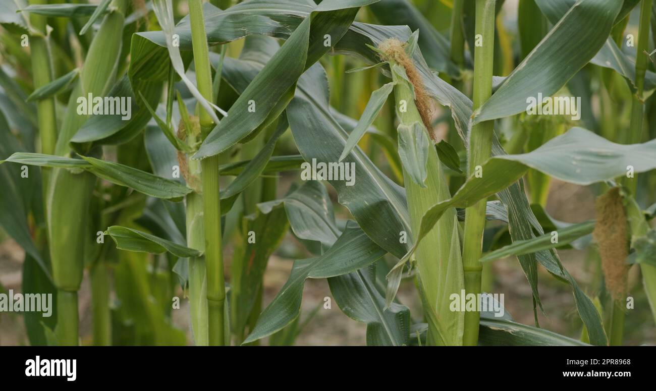Corn maize agriculture nature field Stock Photo - Alamy