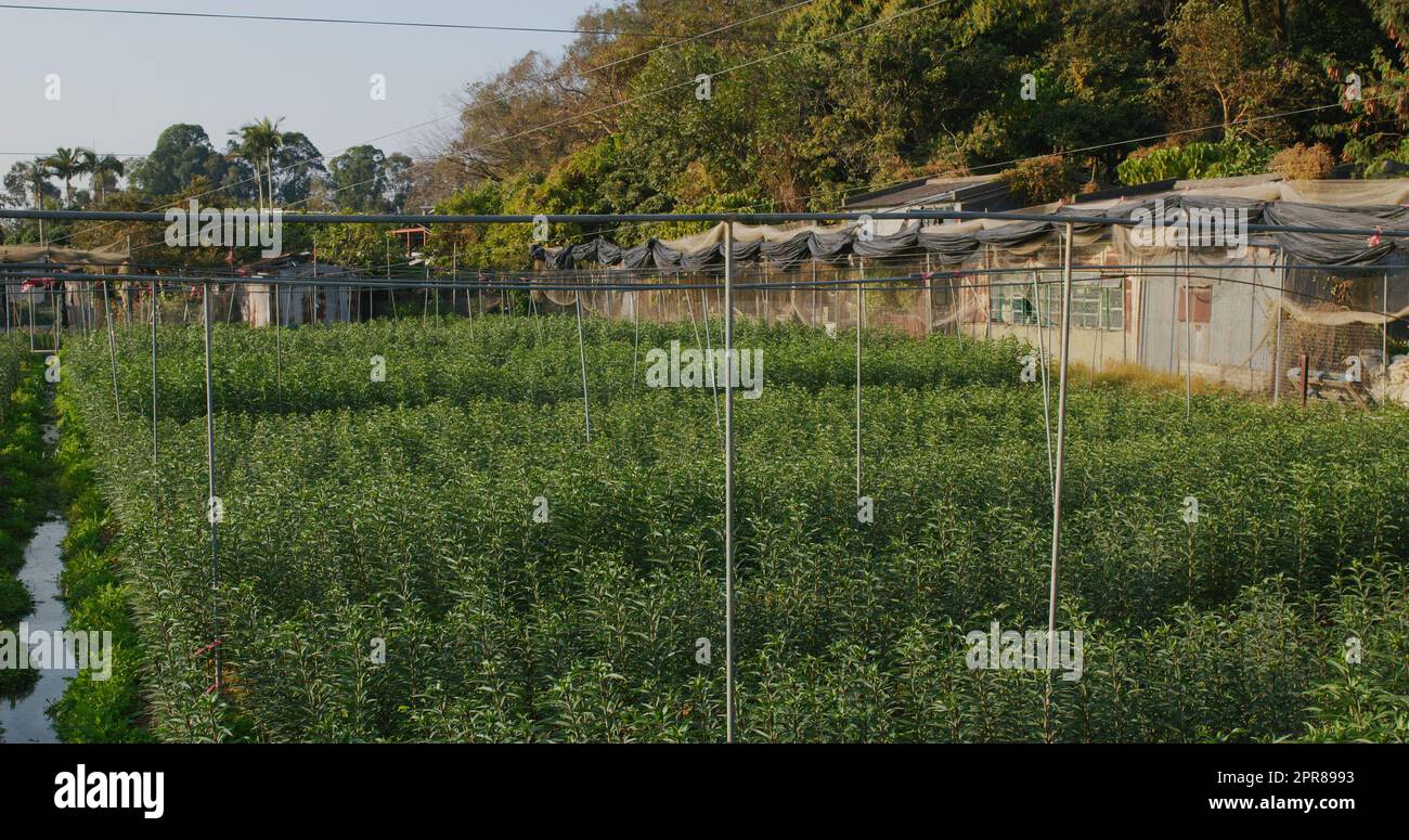 Lily farm hi-res stock photography and images - Alamy