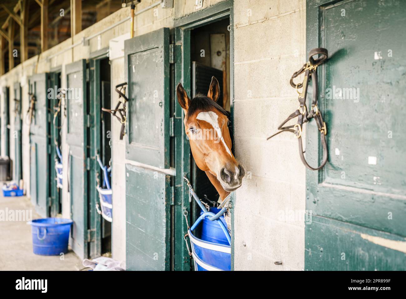 Horse thoroughbred, lexington, kentucky hi-res stock photography and ...