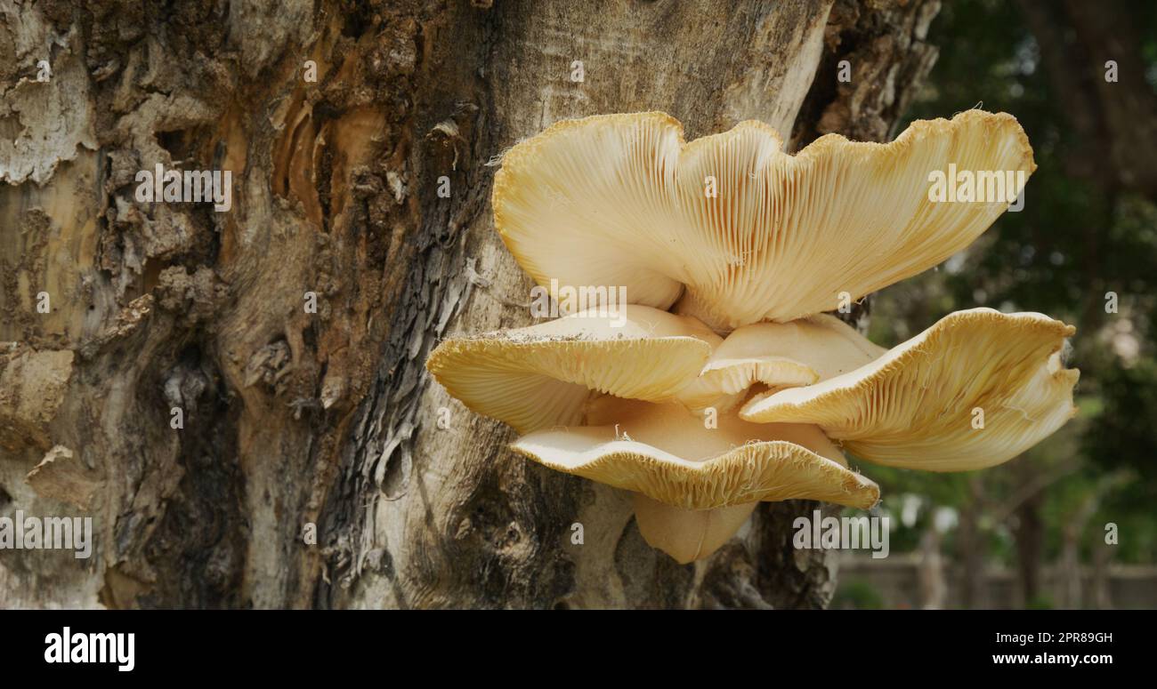 Golden oyster mushroom on tree Stock Photo - Alamy