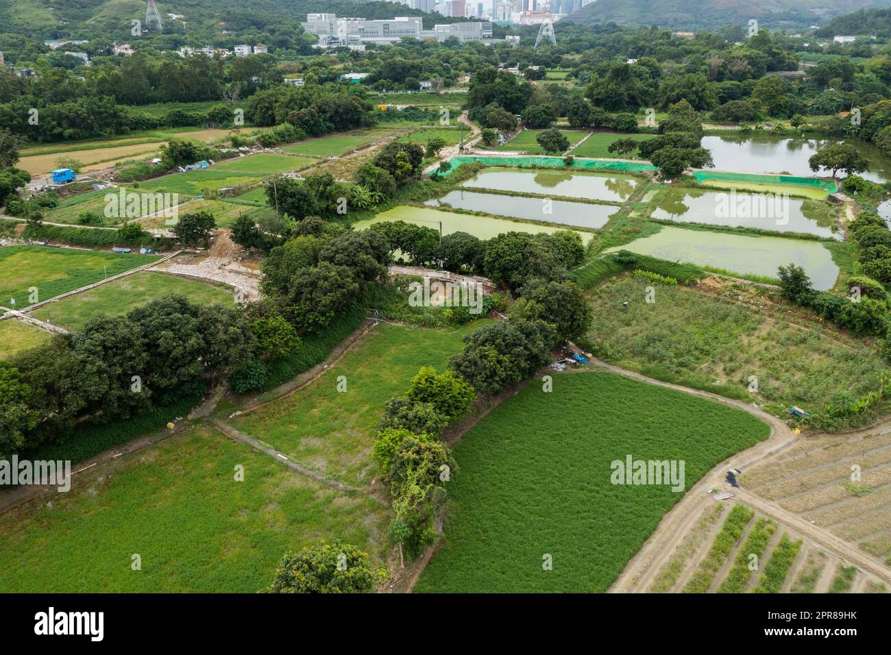Top view of rice field in Hong Kong Sheung Shui Stock Photo - Alamy