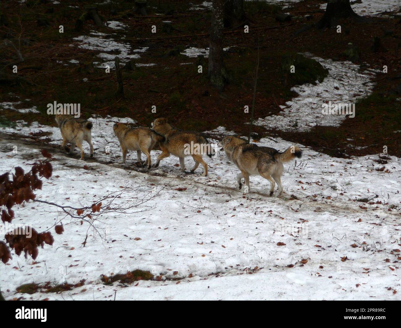 Wolves pack hi-res stock photography and images - Alamy