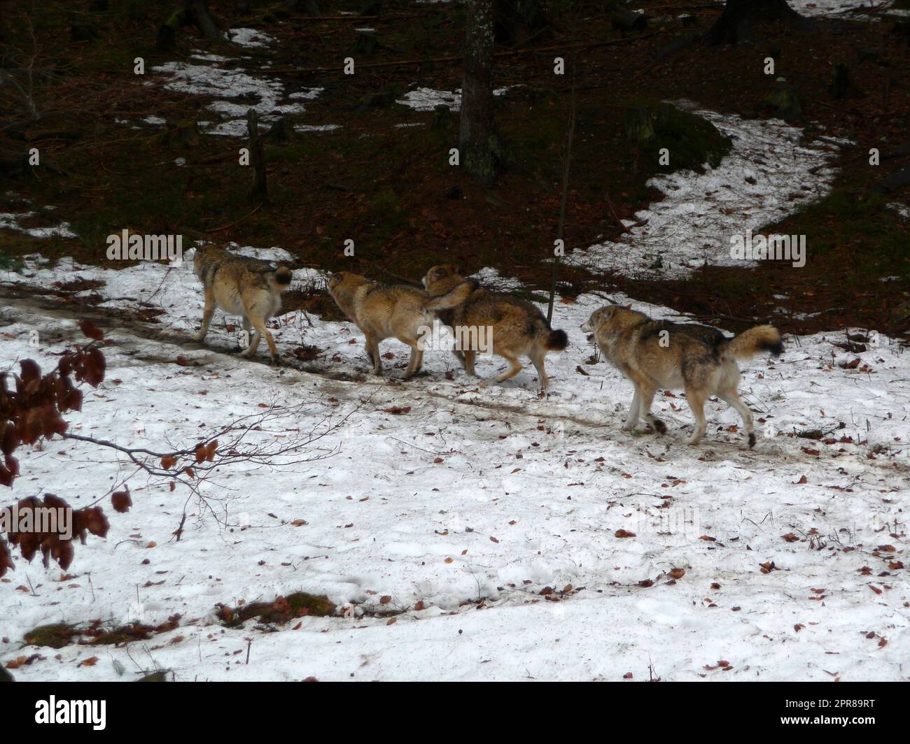 Canis lupus pack pack hi-res stock photography and images - Alamy