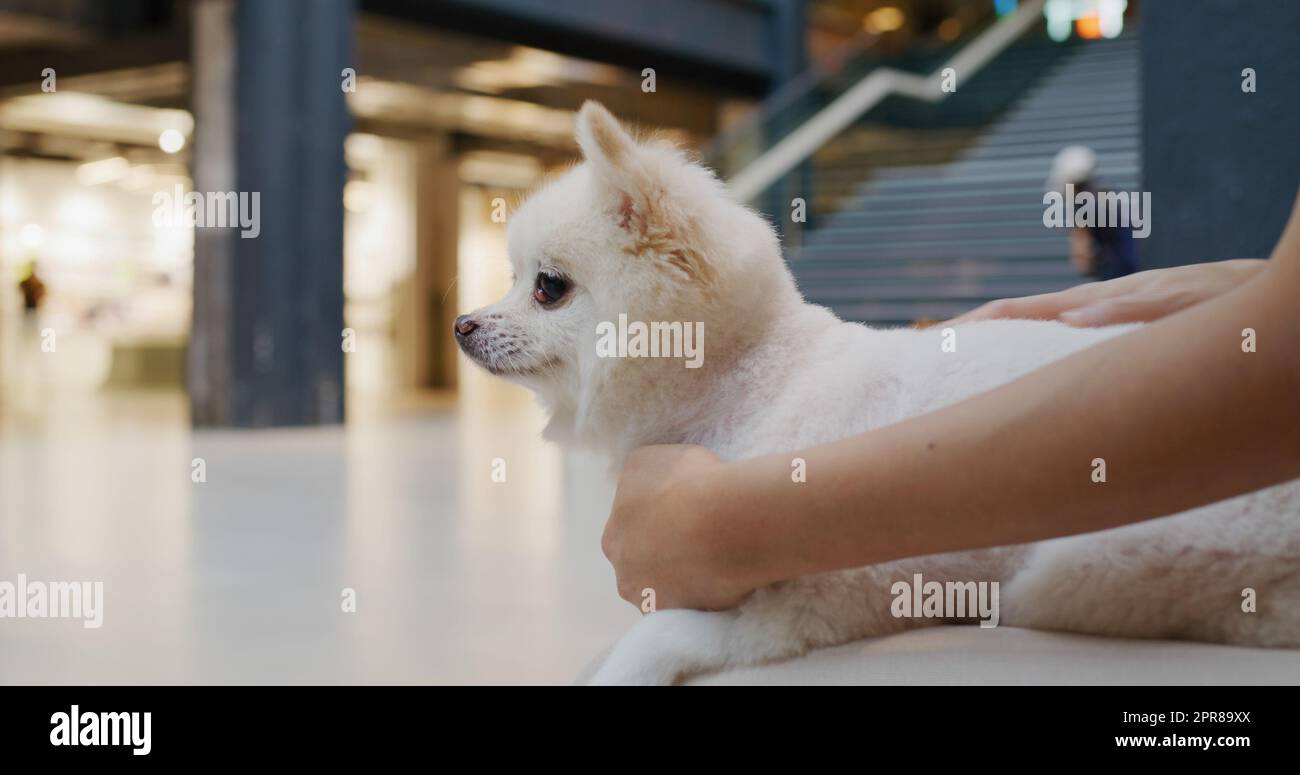 Pet Friendly shopping center with white pomeranian dog Stock Photo - Alamy