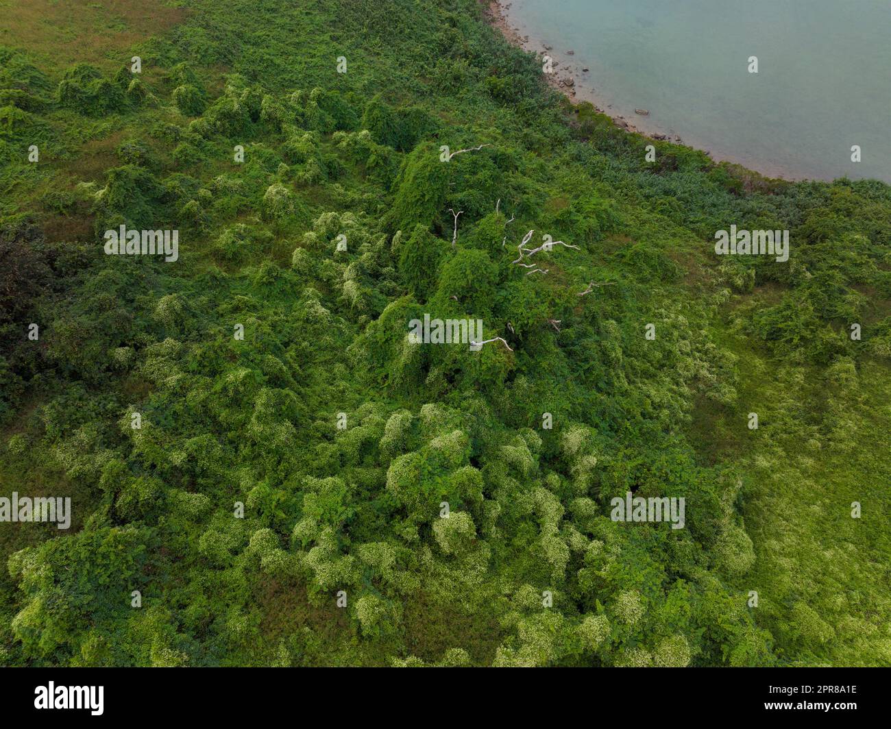 Top down view of greenery forest Stock Photo - Alamy
