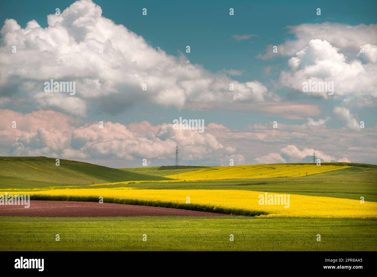 Rural landscape of a field with multicolored cultivations wheat and ...