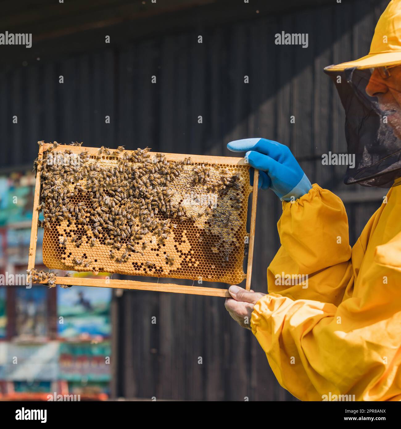 Beekeeper hands holding and inspecting a hive frame with a honeycomb ...