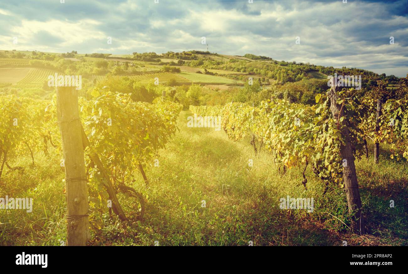 Vineyard farm wineyard landscape hi-res stock photography and images ...