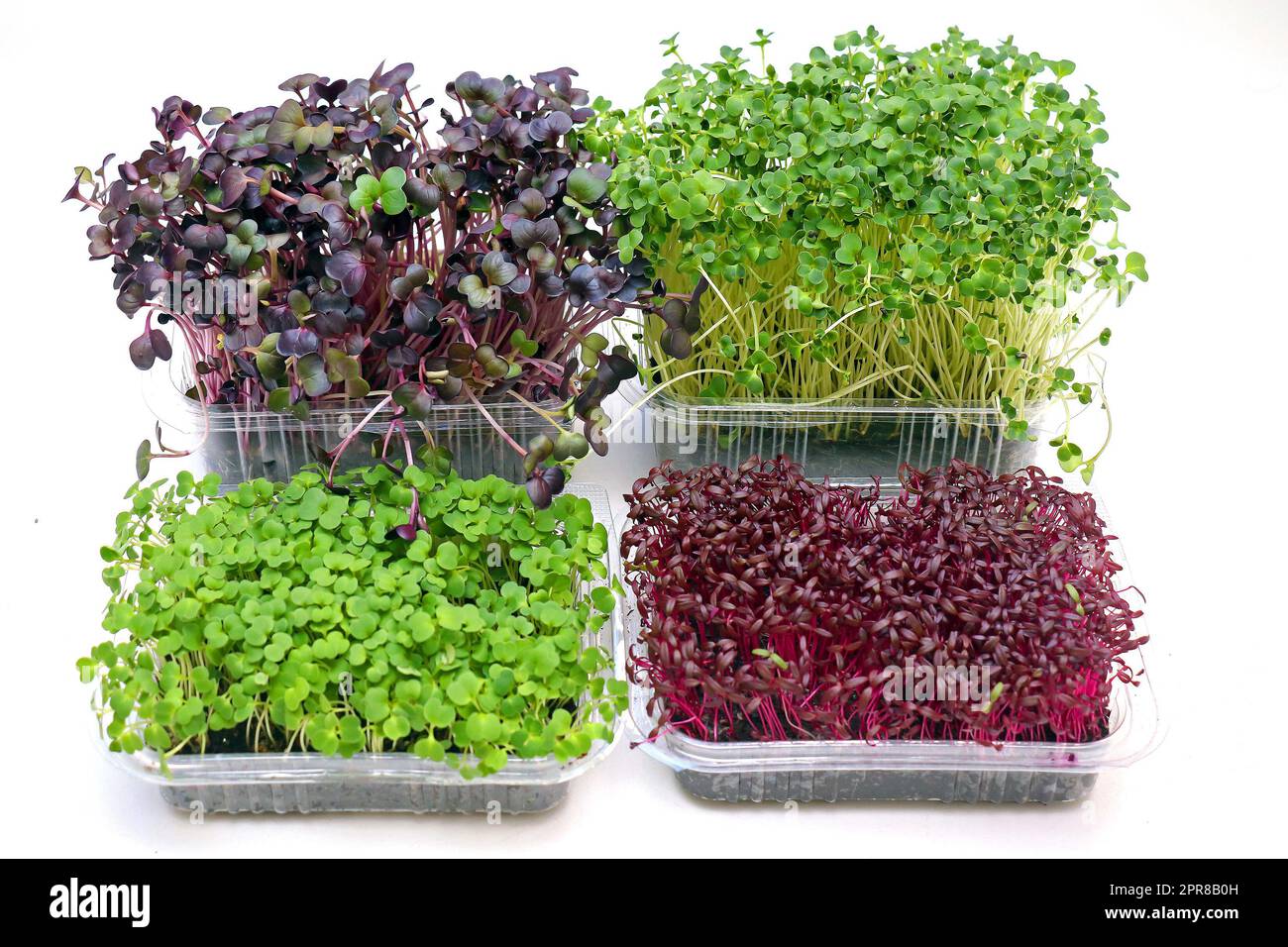 Microgreens background hi-res stock photography and images - Alamy