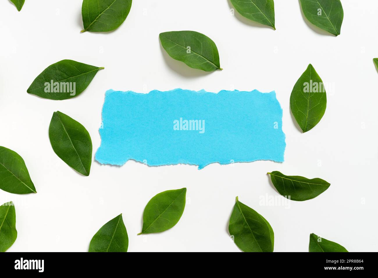 Blank Color Paper Placed Between Fresh Leaves For Layout Of Business ...